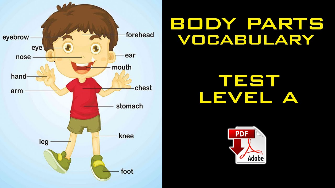 Body Parts - Level A  + PDF - Vocabulary Exercise with answers - Easy English Lesson