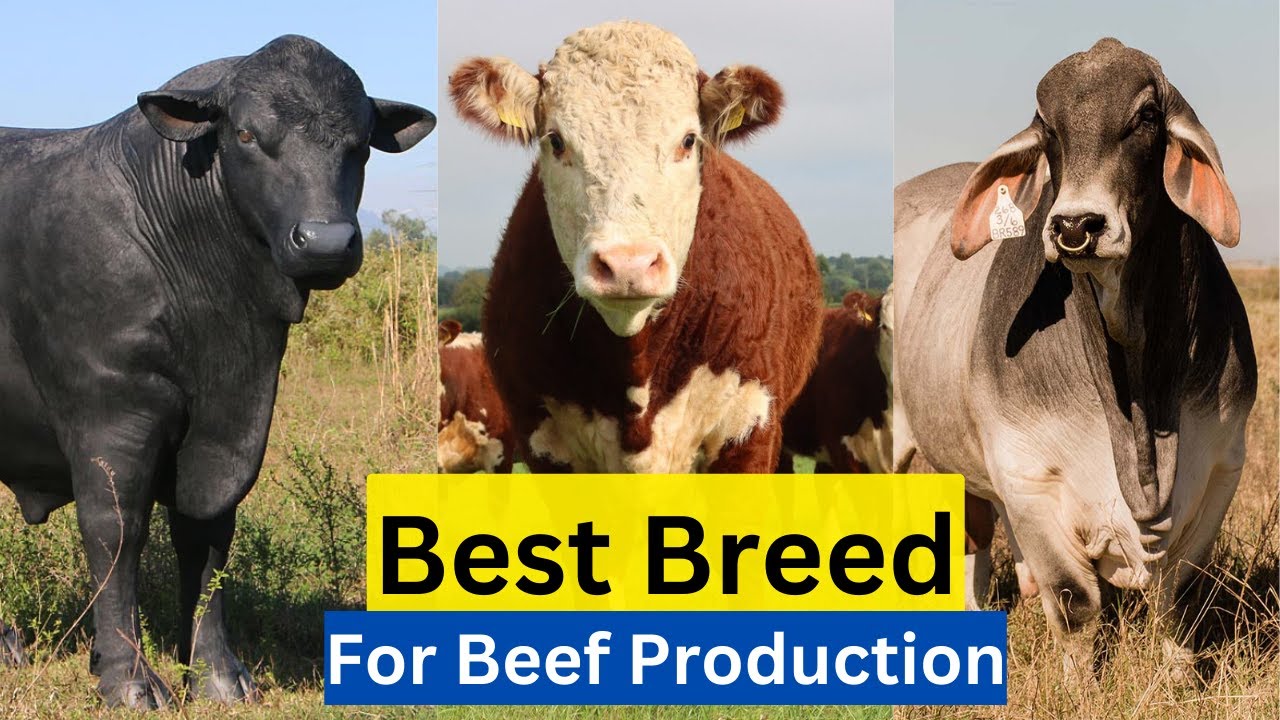 Top 5 Best Cattle Breed For Meat In The World