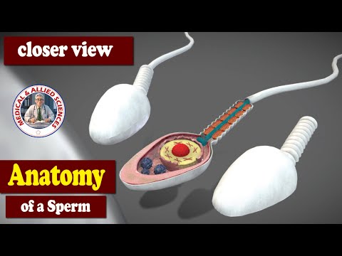 Anatomy of the Sperm