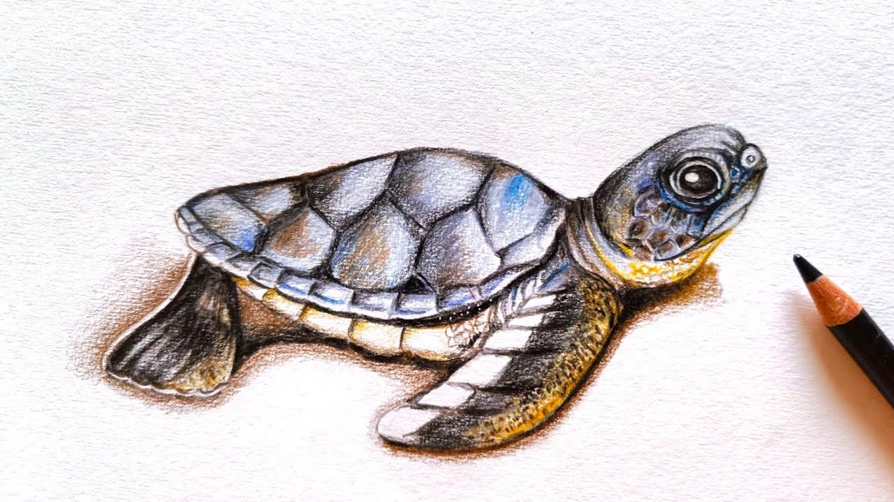 Turtle Drawing || Baby Turtle Drawing || Using Colour Pencils ll Colour pencil drawing