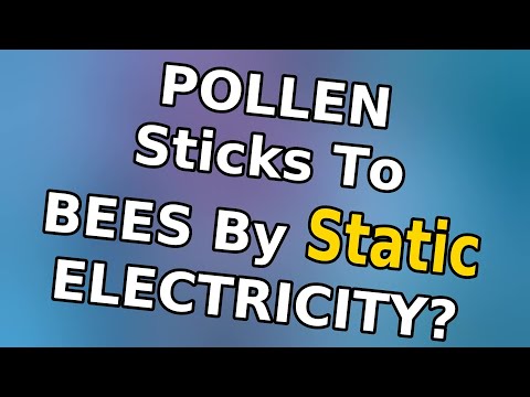 Pollen sticks to bees by static electricity? | 15 Crazy Facts ...