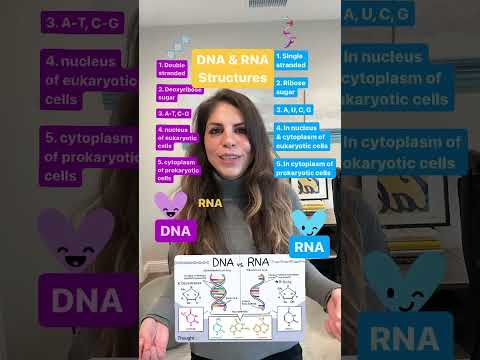 DNA & RNA structure differences in 1 minute #biology #microbiology #science #lab #cells