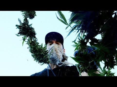 Harvesting Our Cannabis (POV VIDEO 👀)