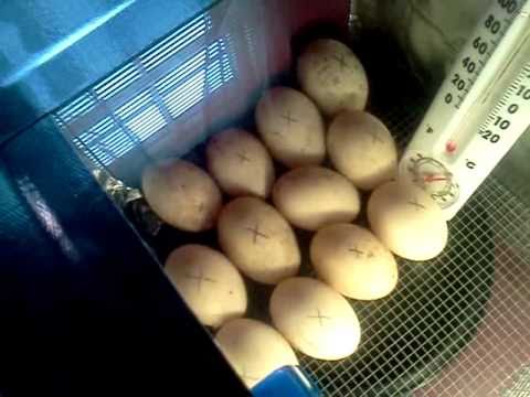 day 1 saxony duck eggs