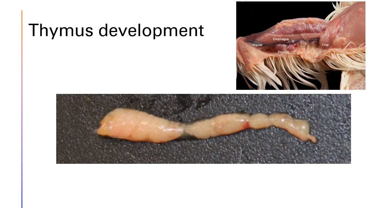 Histological evaluation of the effects of high incubation temp on thymus in broiler