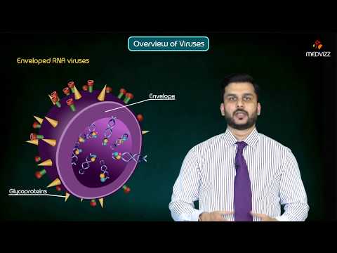 Overview of Virises : Enveloped vs. Nonenveloped DNA & RNA Viruses - Microbiology animations