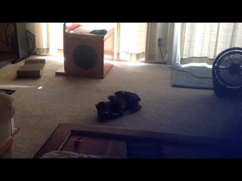 Spazzy Cat « Terre Pruitt's Blog