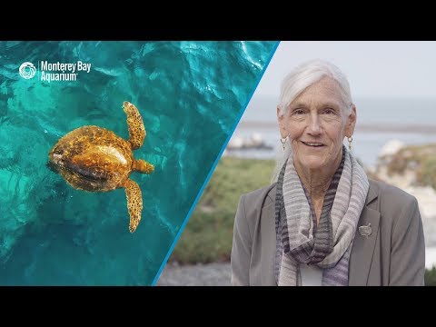 Protecting the Ocean, the Heart of Earth’s Climate System | A Message From Julie Packard