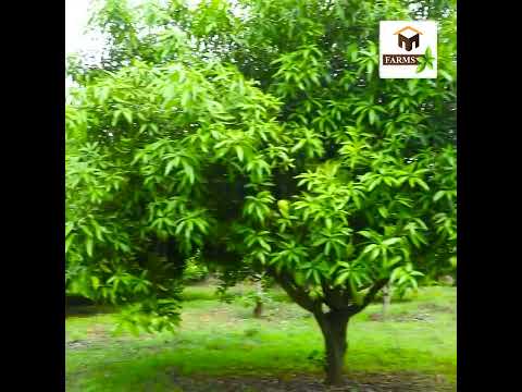 A Farm By Your Side Is The Best Kind Of Wealth - Mango Farm At An Unbelievable Price