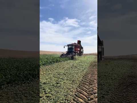 sugar beet farming || sugar been Cultivation || sugar beet harvesters || #sugarbeet #shortvideo