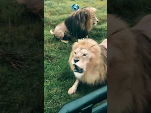 African Vs Asian Lions 🦁 - 5 Key Differences #animals #lion