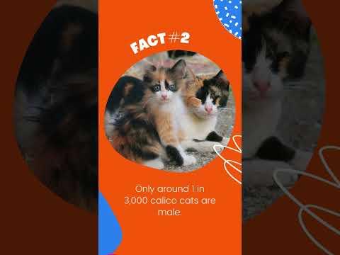 3 Fun Facts About Calico Cats #shorts