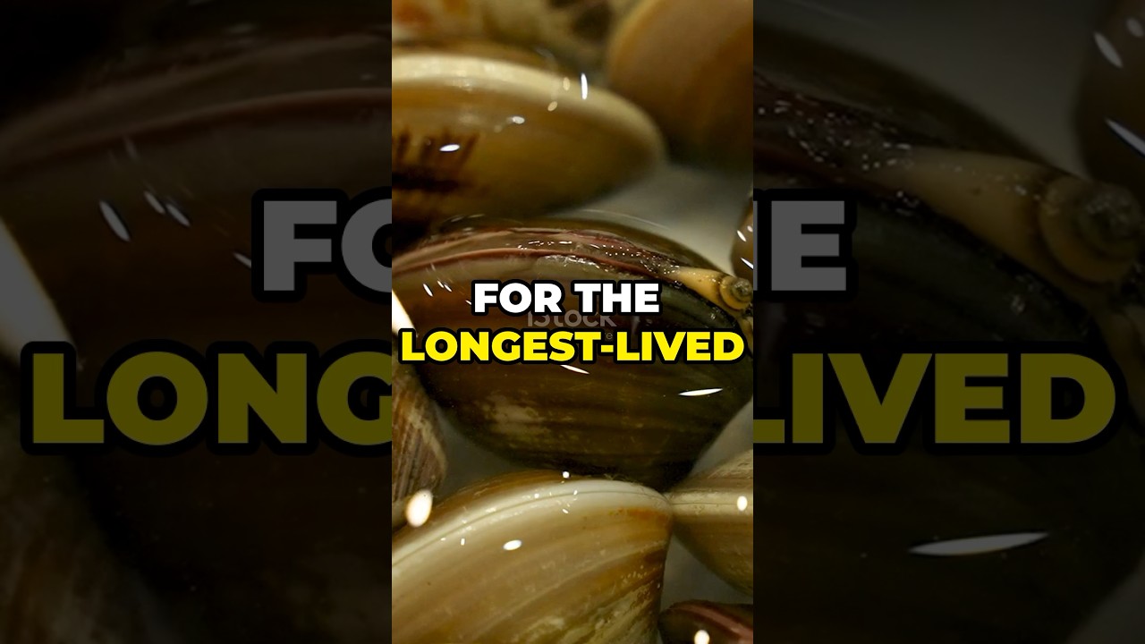 Ancient Arctic Clam Discovered to Be 507 Years Old: Insights into ...