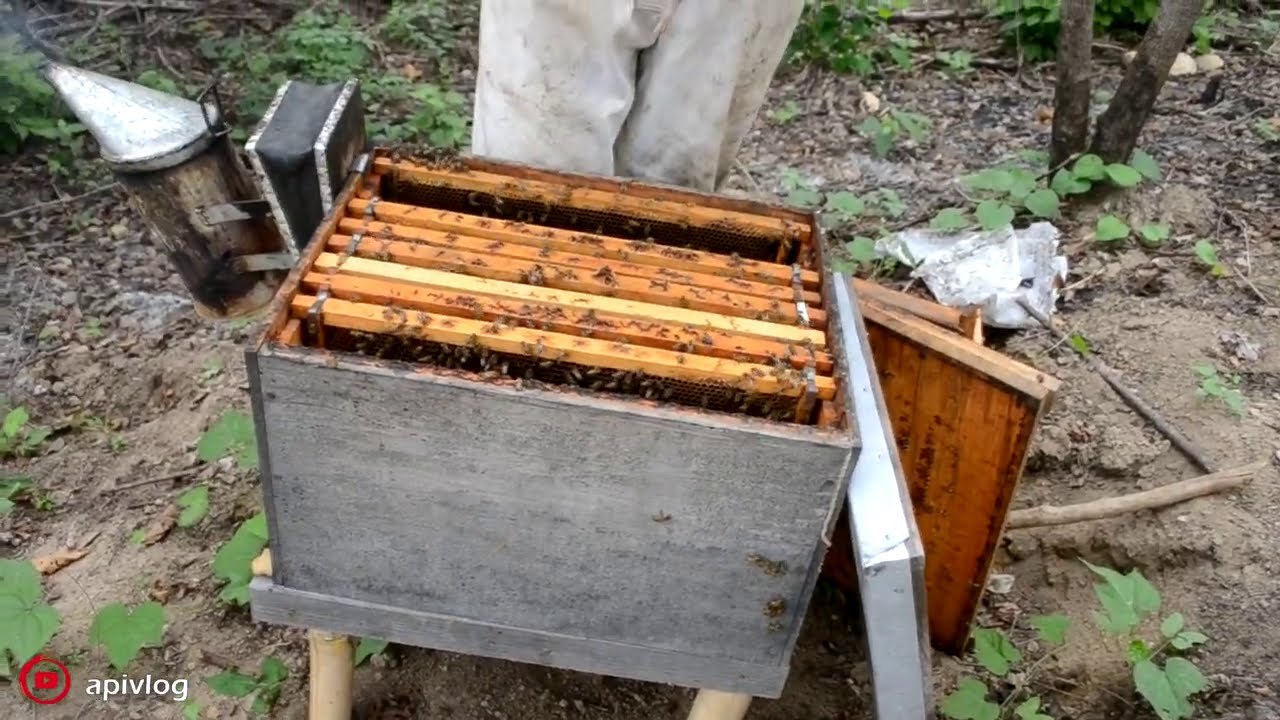 ✔️ COMO DARLE MANEJO A LA CAMARA DE CRIA Y COSECHAR MAS MIEL🐝