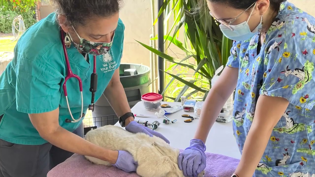 PSA Napa Bunnies GiveGuide 2023