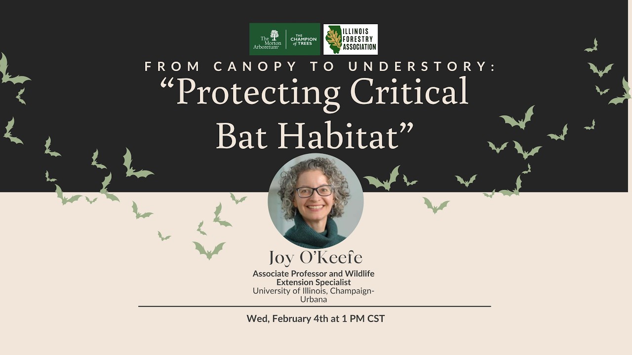 From Canopy to Understory: The Future of Bat Conservation