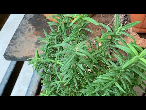 Growing Basmati and Rosemary Plants - A Garden Experiment