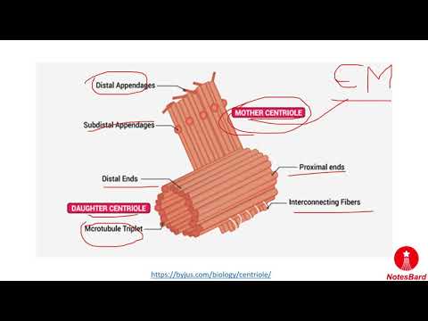 Centrioles: Definition, Function, and Structure