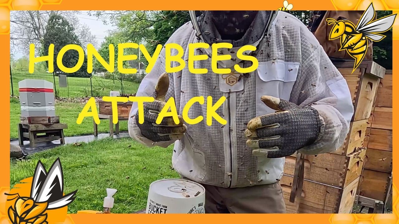 Honeybees ATTACK Beekeeper | I Had to KILL the Queen ! !