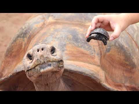 Galapagos Tortoise Hatchling