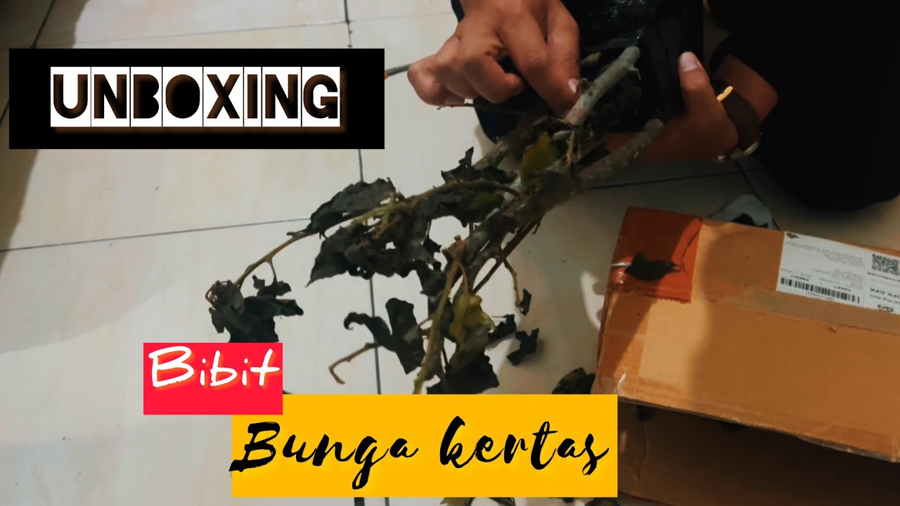 Unboxing Paket Bibit Bunga Kertas #bougenville jenis Bengawan Solo