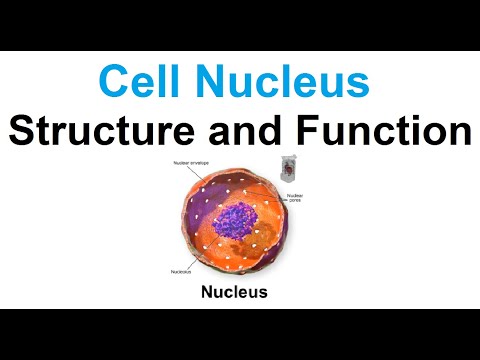 Cell nucleus-structure and function
