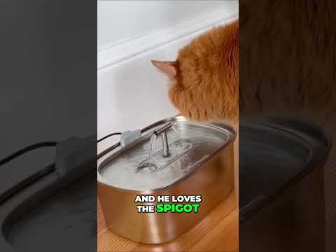 This Stainless Cat Water Fountain Is Great For Your Cats AND Easy to Clean!