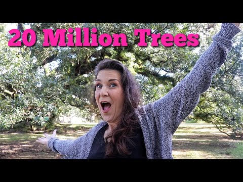 Real Reason Why Home Builders Destroy So Many Trees ????#TeamTrees