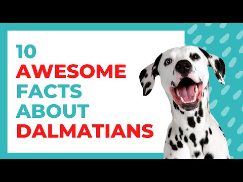 😍 All About Dalmatians: 10 Fun Facts and Stories About These Dotted Doggos