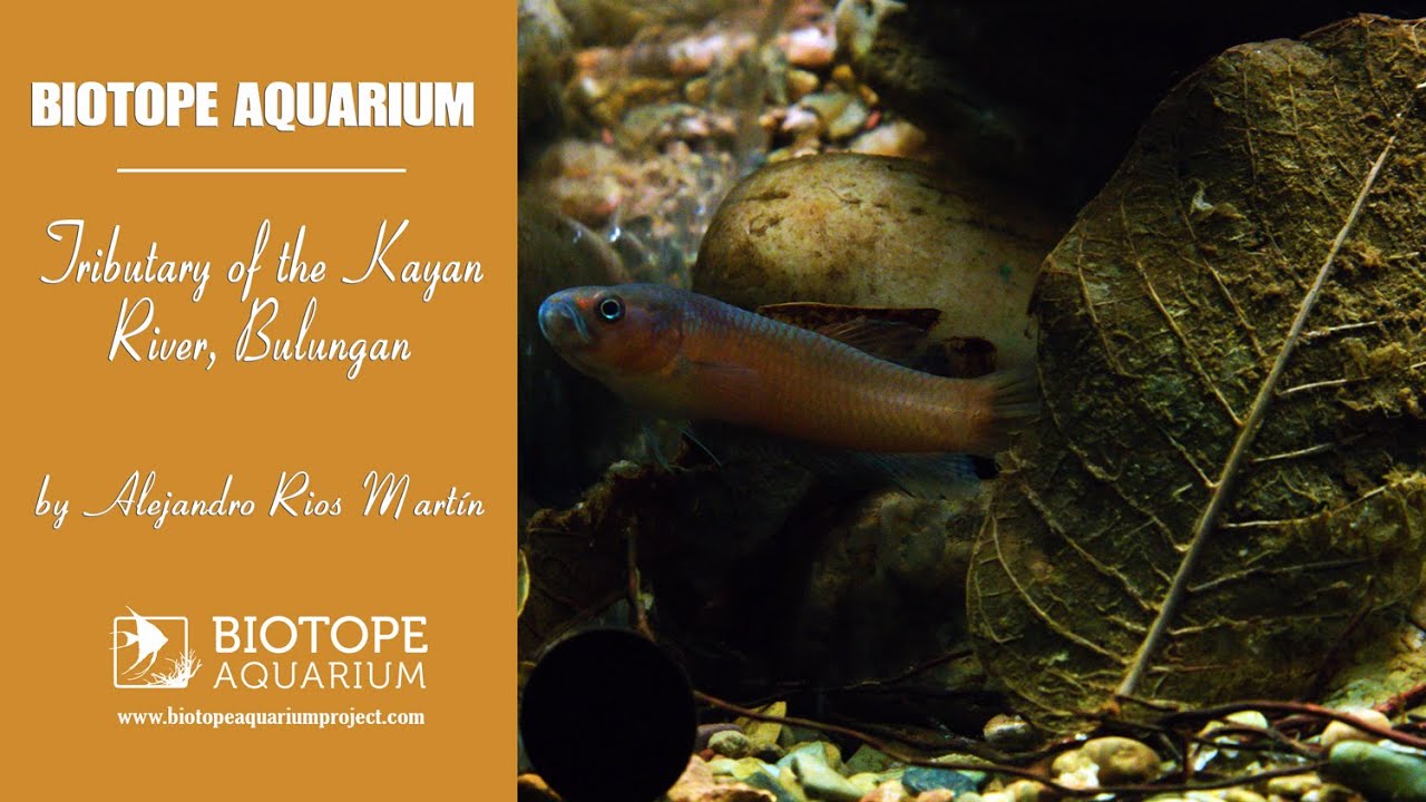 Kayan River tributary, Bulungan, North Kalimantan, Indonesia – BAP