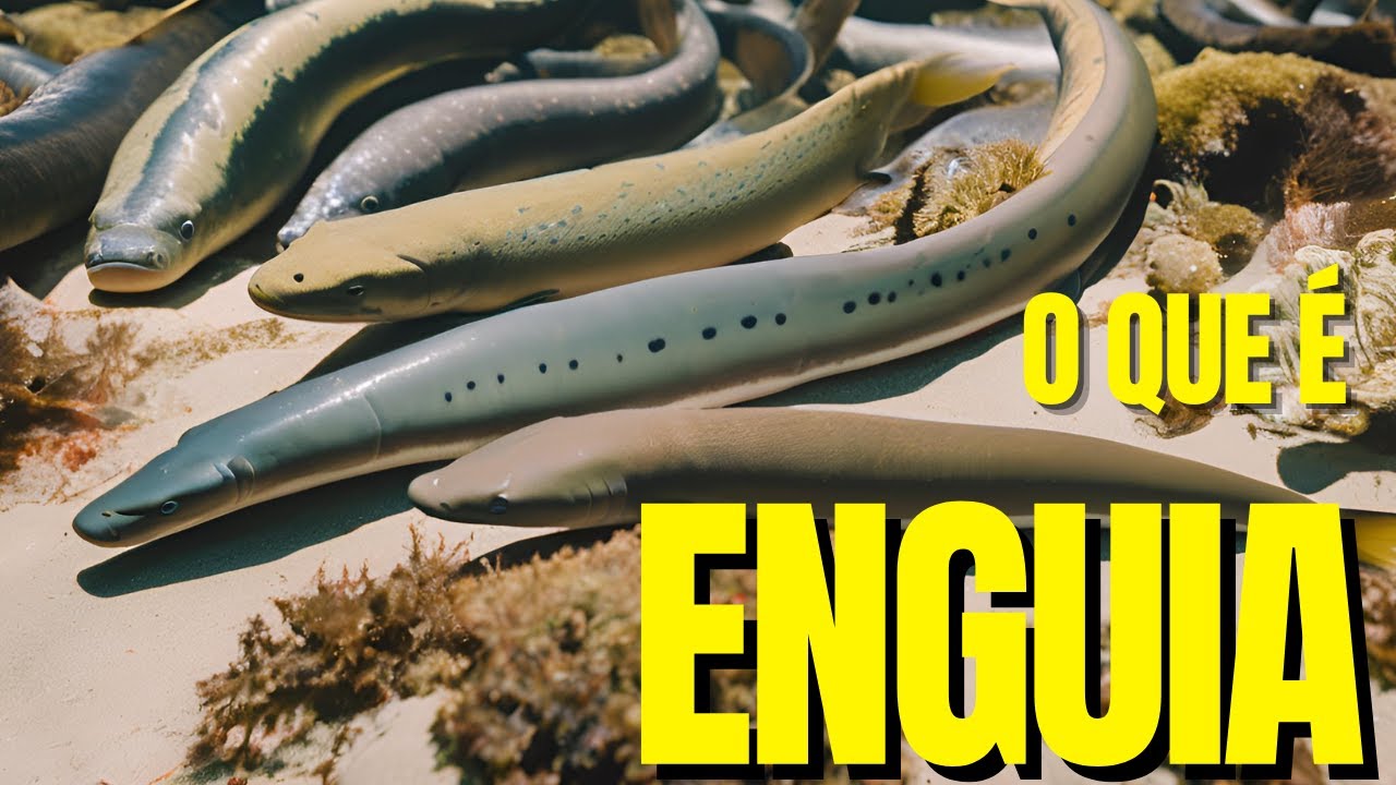 O que é ENGUIA?