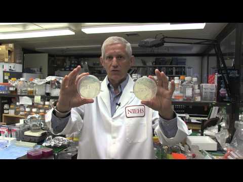 Consequences of Infidelity: Spellchecking DNA - Thomas Kunkel, NIH Scientist
