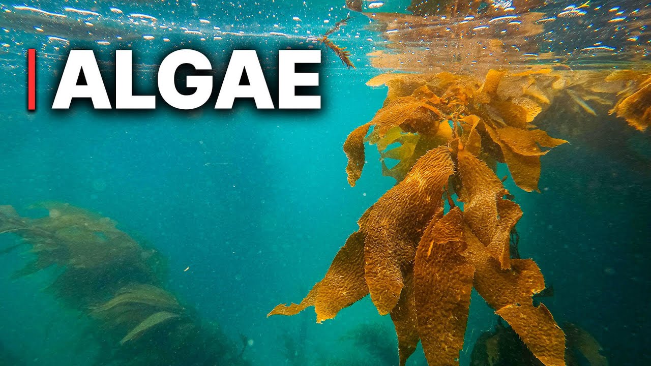 Algae - The New Super Plant | Why Big Money Is Betting on Pond Scum