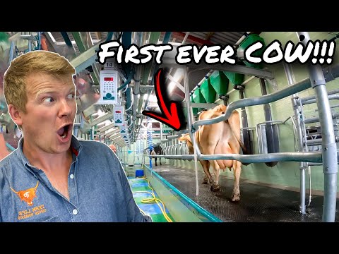 BIGGEST DAY OF MY LIFE... THE FIRST EVER MILKING IN BRAND SPANKING NEW PARLOUR!!!