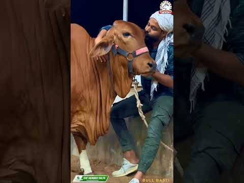 🤩🔰A N A R K A L I🔰🤩DHOOM CATTLE 🥳ARE YOU READY? #cattleStudio #CocMember #Dalfians #DhoomCattleFarm
