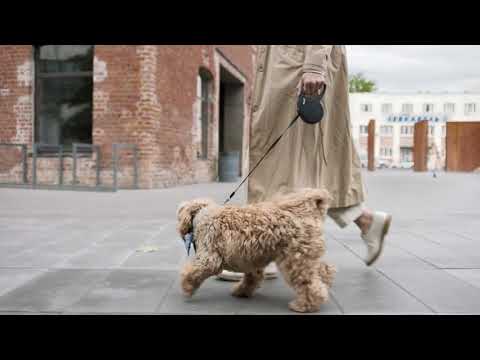 Dog Walker in Hillsborough NJ - It's Pawty Time