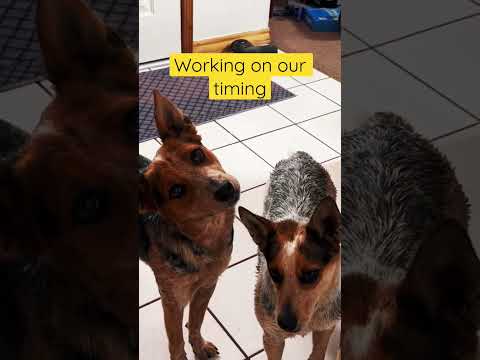 Heeler Cute Trick