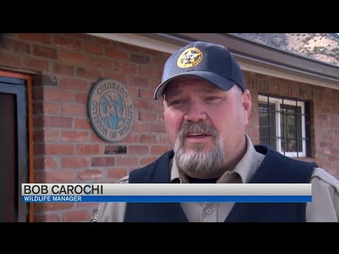 Canon City approves changes to deer hunt to address excess population, protect albino deer