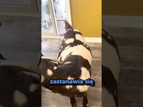 Co ta Koza robi?! 🐐