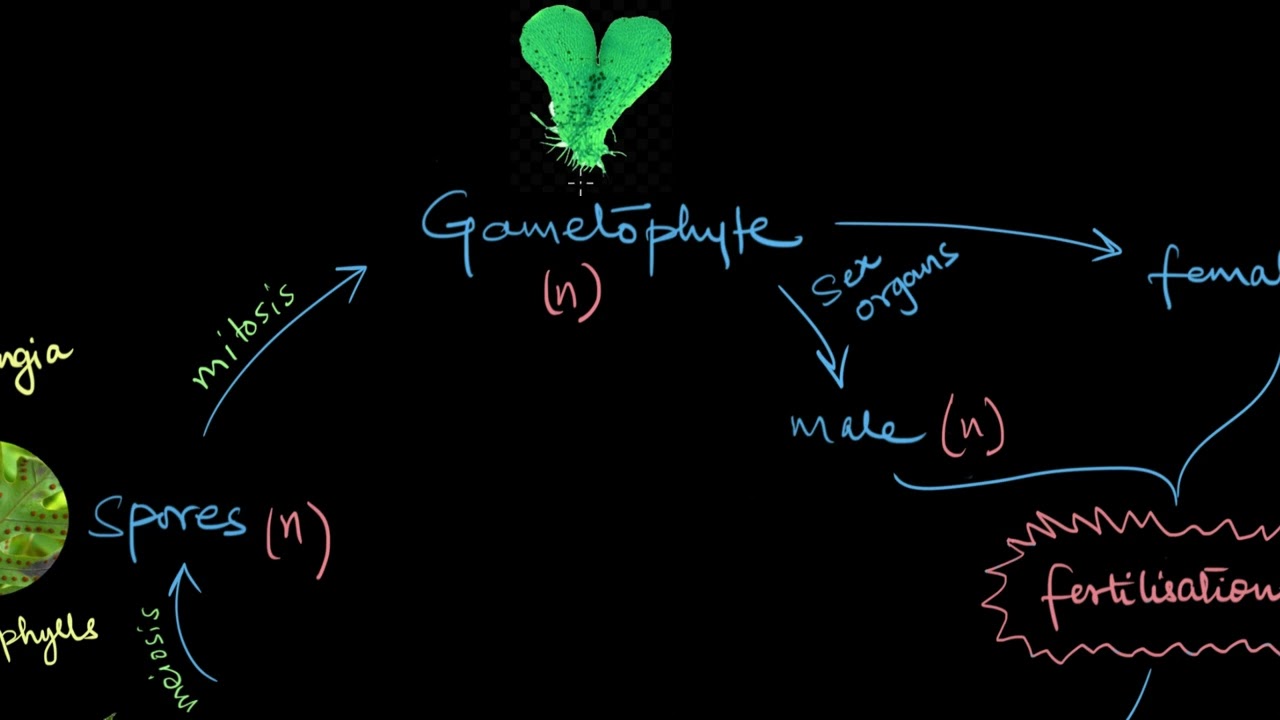 Pteridophytes | Plant Kingdom | Biology | Khan Academy