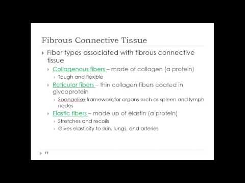 A&P1 Loose Fibrous Connective tissue