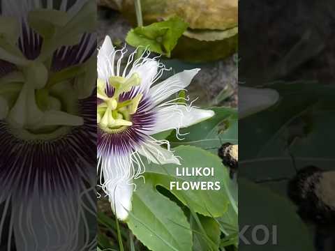 What’s Your Favorite Color? 🌺 #passiflora #lilikoi #passionfruit #hawaii #hawaiitravel #foryou