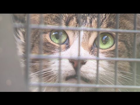 House fire in San Diego reveals more than 15 cats in home | NBC 7 San Diego