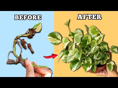 This is Way More EASY to SAVE A DYING Pothos(Money Plant)
