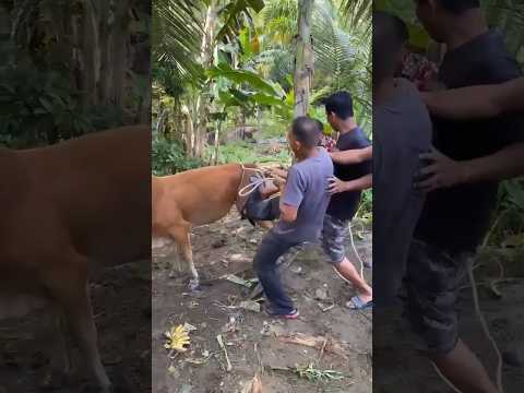 momen lucu ketika panitia kurban idul adha kebingungan ‼️‼️ #ngakak #lucu #sapi #kurban