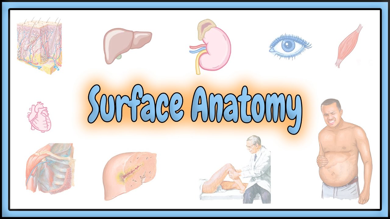 3. Surface Anatomy || 2D Animation