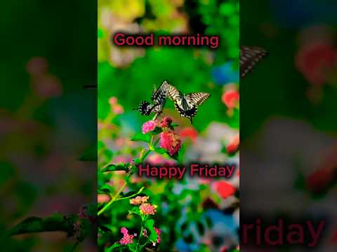 Good morning//Happy Friday #happyfriday #fridaymorning #shorts #goodmorning #goodmorningstatus
