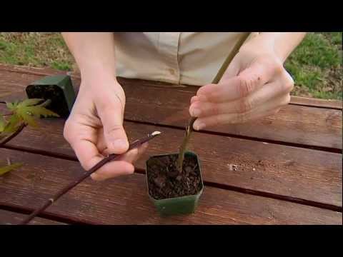 Fruit Tree Rootstocks