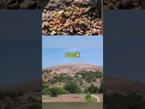 "🌄 Texas' Own Natural Giant: Discover Enchanted Rock! 🪨 #DidYouKnow #Shorts"