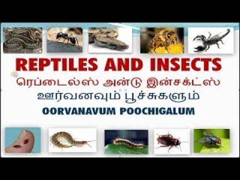 Vocabulary about Reptiles and Insects with pictures including Tamil meaning